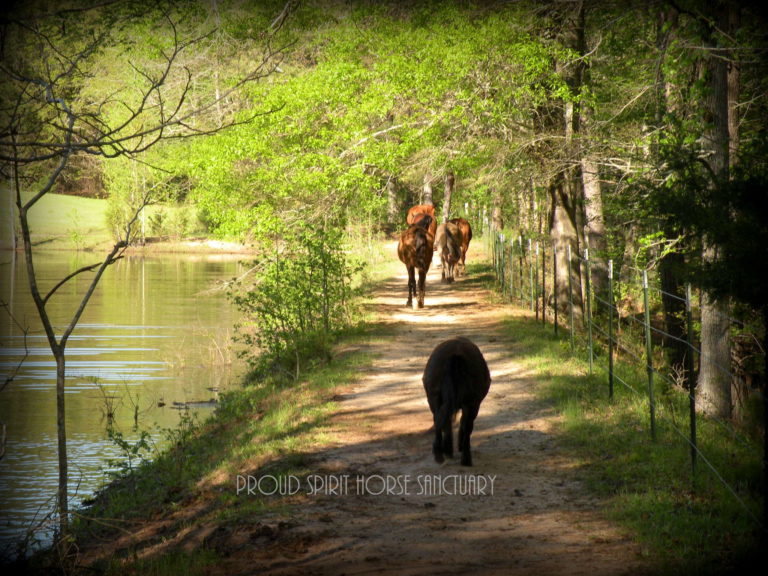 Donate - Proud Spirit