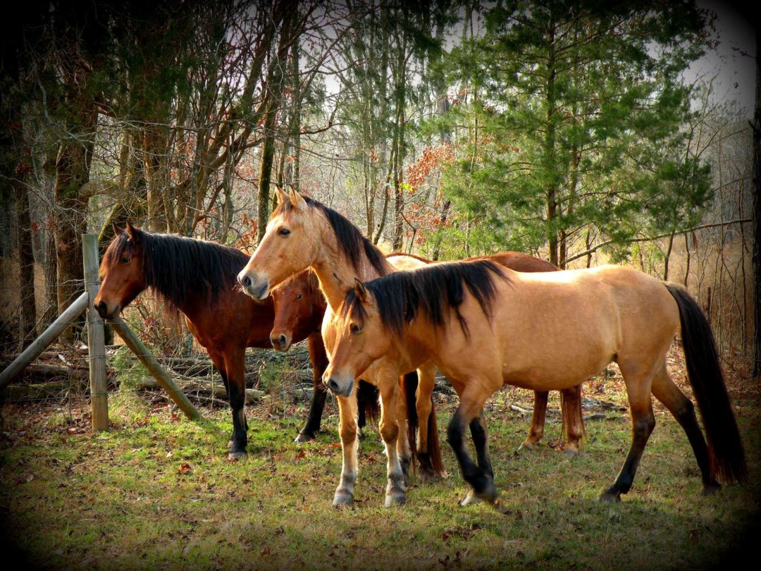 THE HORSES OF PROUD SPIRIT - Proud Spirit